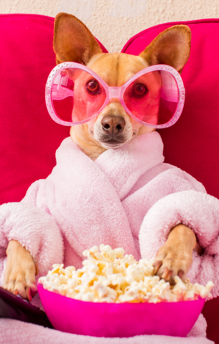 6 Best Dog Movies of All Time – Oscar Daisy