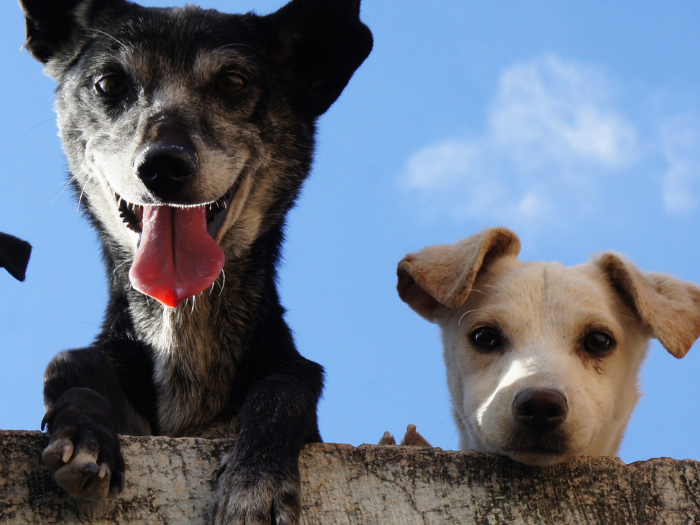 7 Groups of Dogs and Their Significance – Oscar Daisy