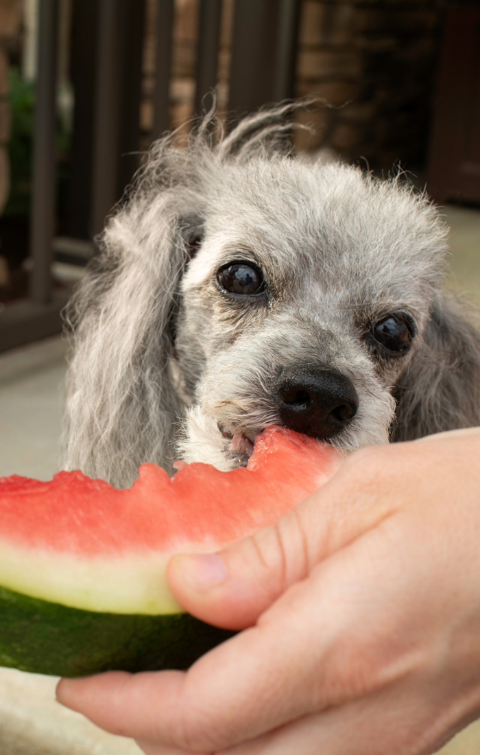 10 fruits that are best for your dogs – Oscar Daisy